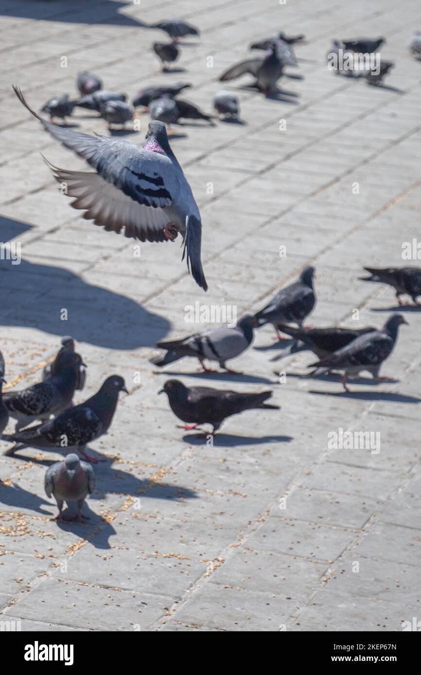Pigeons on a stone pavement Stock Photo - Alamy