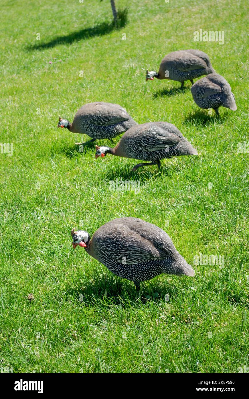 Gray dotted turkeys walk outdoors in garden Stock Photo - Alamy