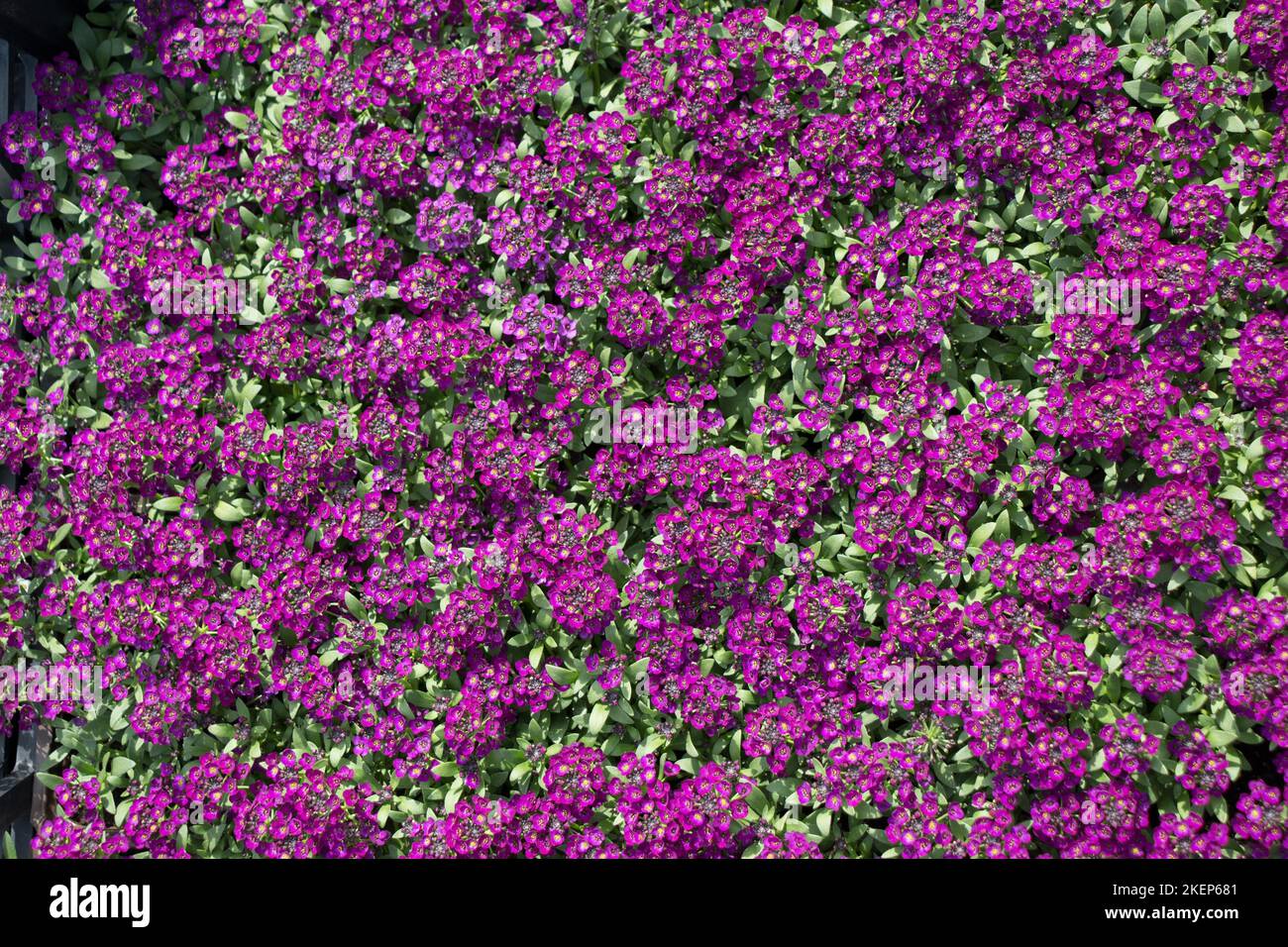 Blooming spring flowers as a colorful background Stock Photo - Alamy