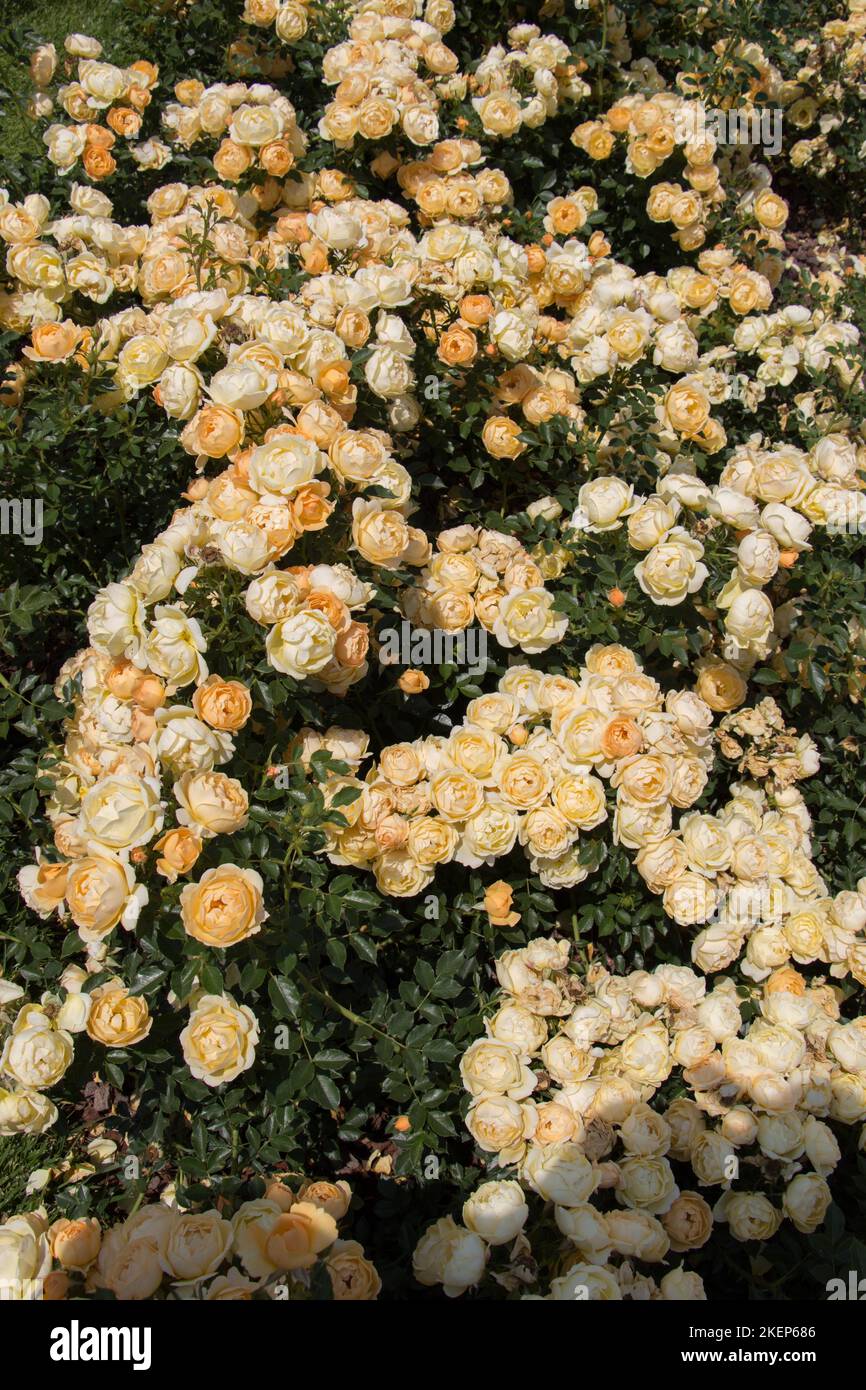 Blooming beautiful colorful roses as floral background Stock Photo - Alamy