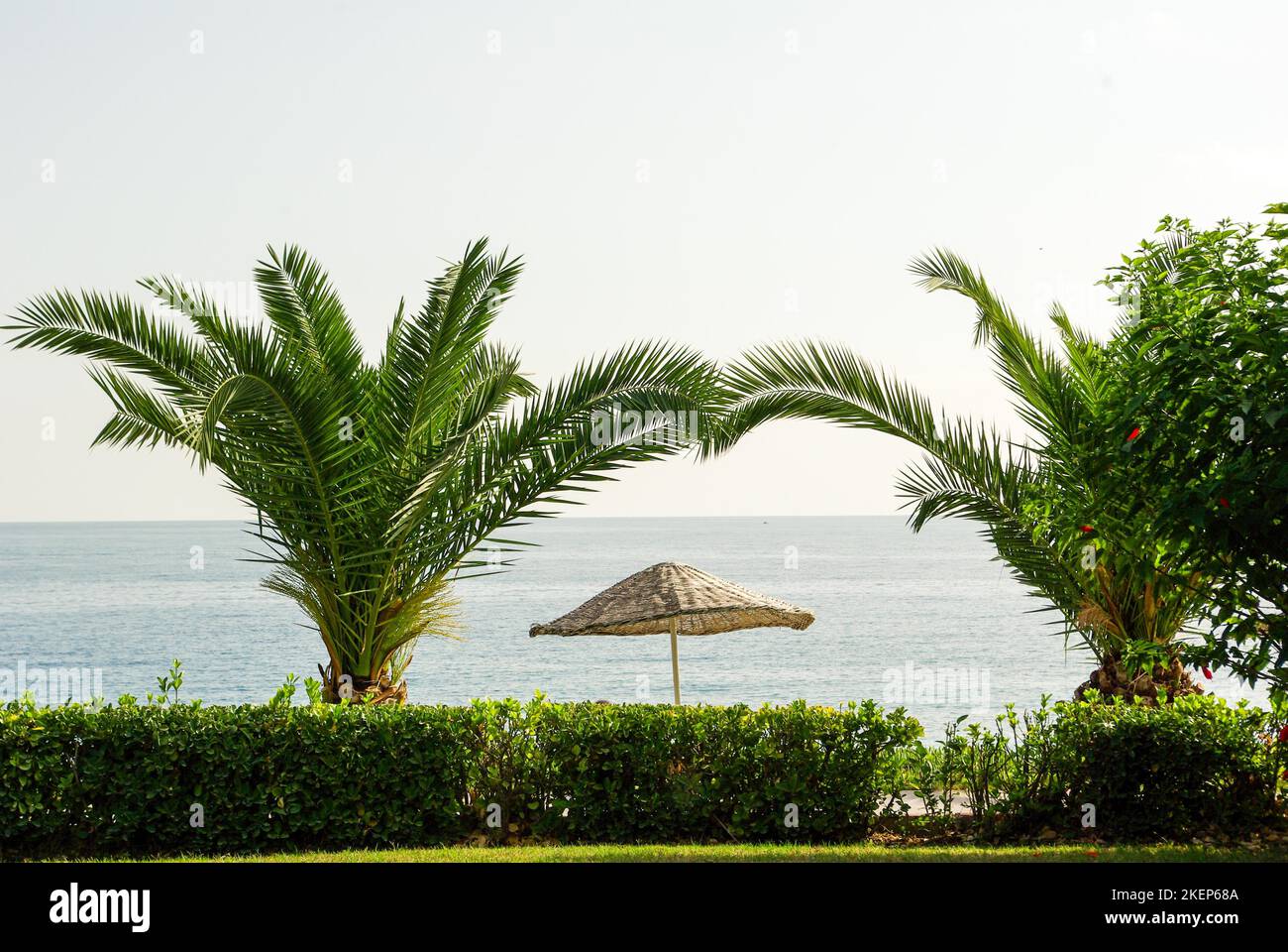 Palm tree, beach umbrella and the sea Stock Photo - Alamy