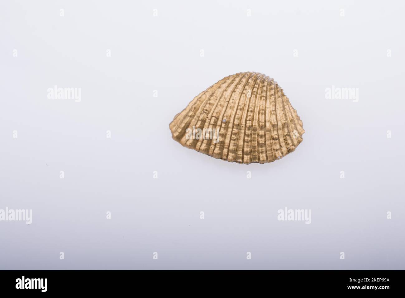 Little gold colored seashell on white background Stock Photo - Alamy
