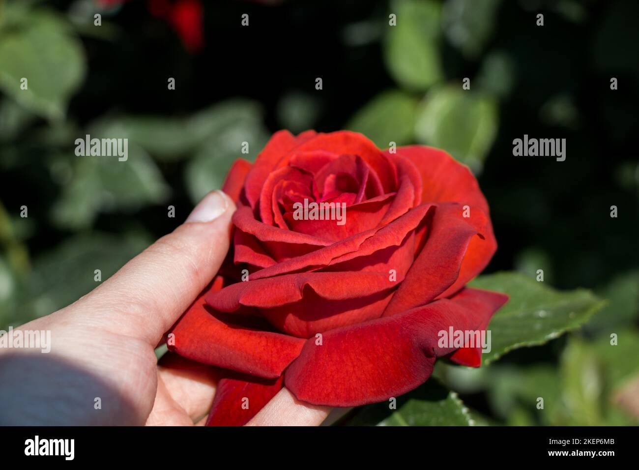 Hand holding rose bloom in in the garden Stock Photo - Alamy