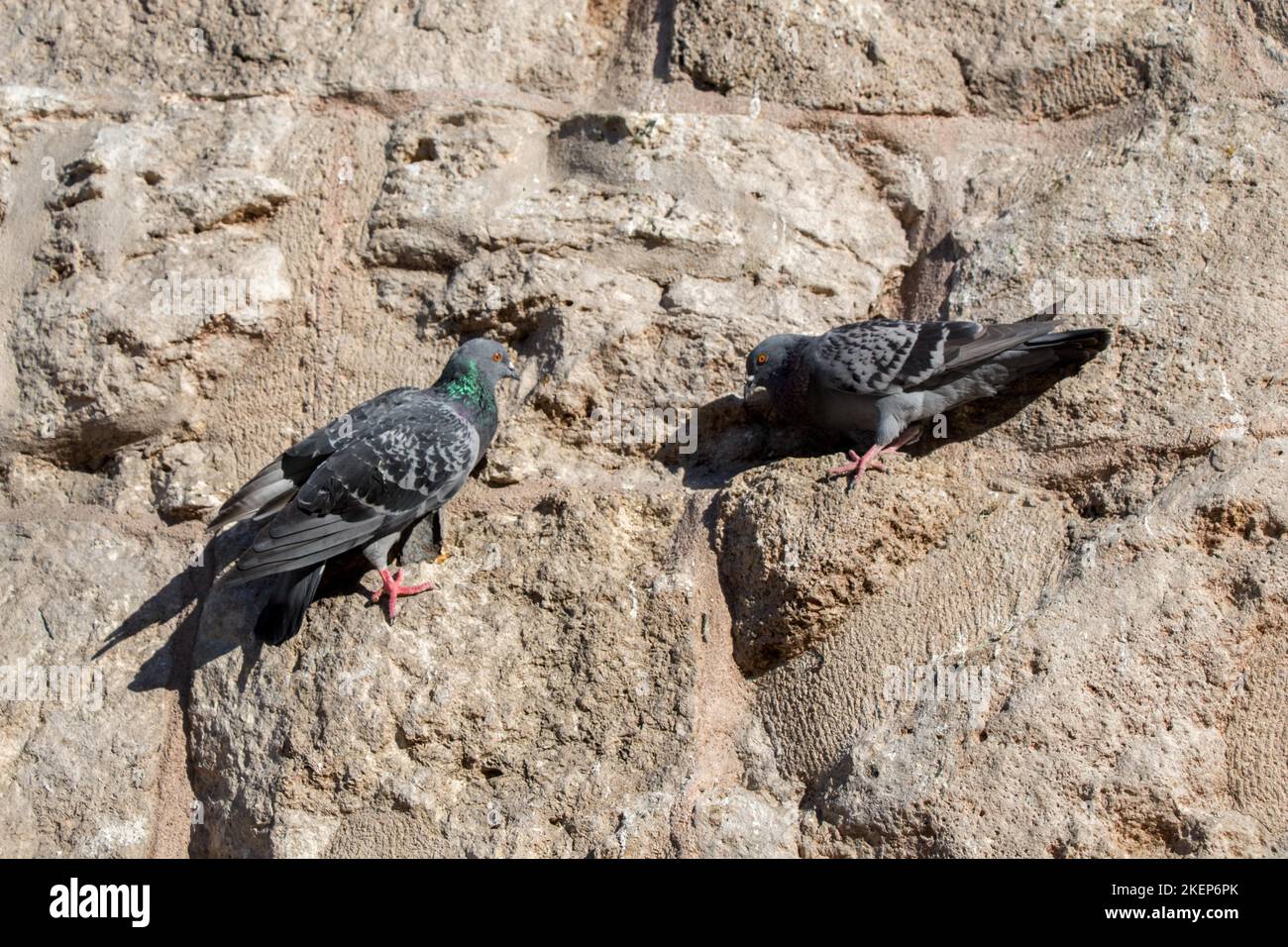 Pigeons on rock hi-res stock photography and images - Alamy