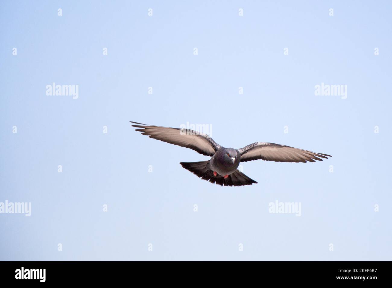 Single pigeon in the air with wings wide open Stock Photo - Alamy