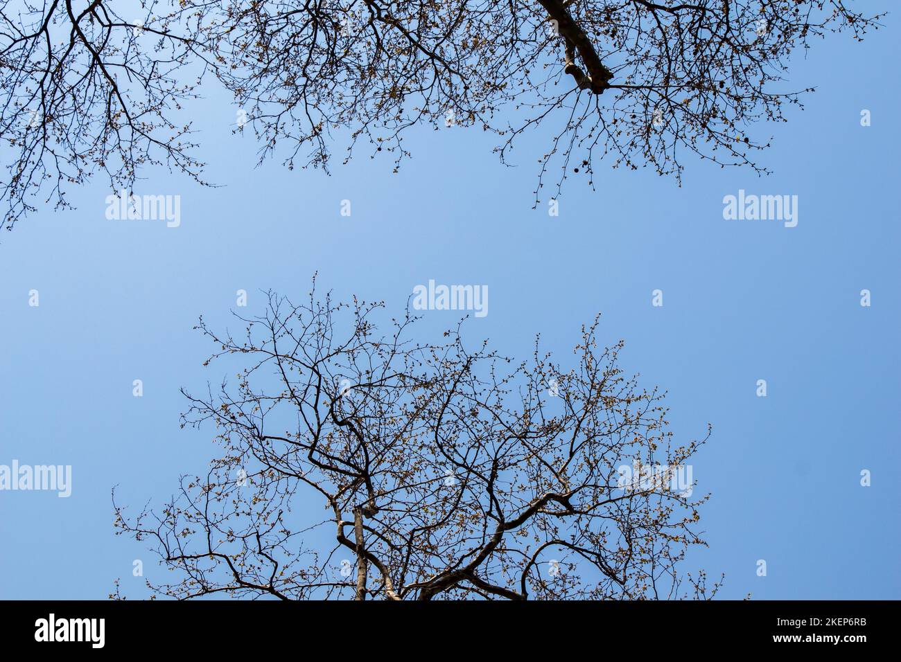 Part of a tree in a garden is in view Stock Photo - Alamy