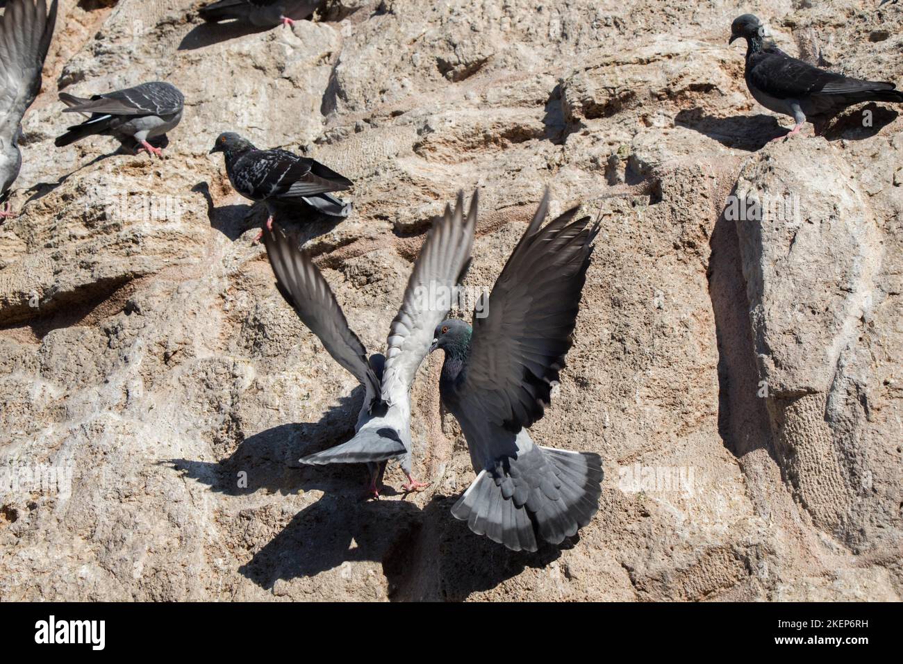 Pigeons are sitting on a rock background Stock Photo - Alamy