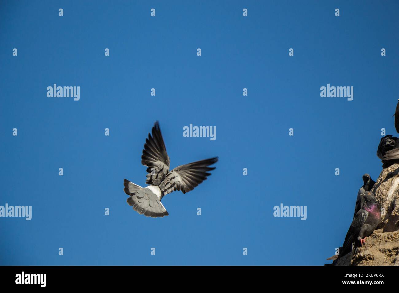 Single pigeon in the air with wings wide open Stock Photo - Alamy