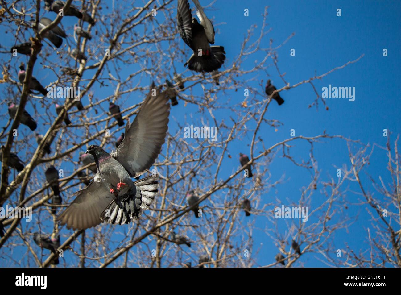 Pigeons are sitting on the tree branch Stock Photo - Alamy