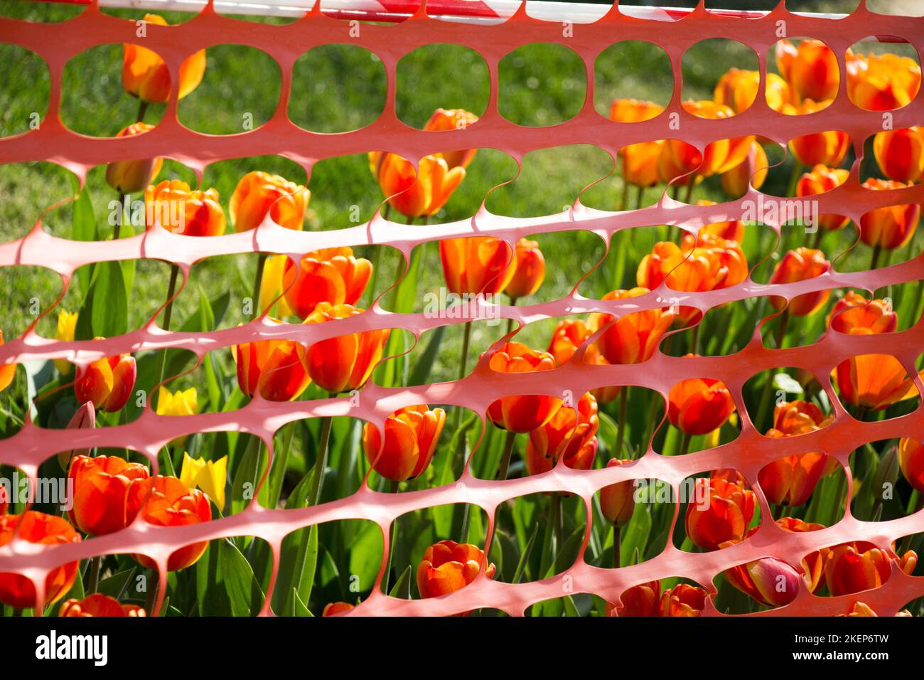 Rubber fence protection in the tulip garden Stock Photo - Alamy