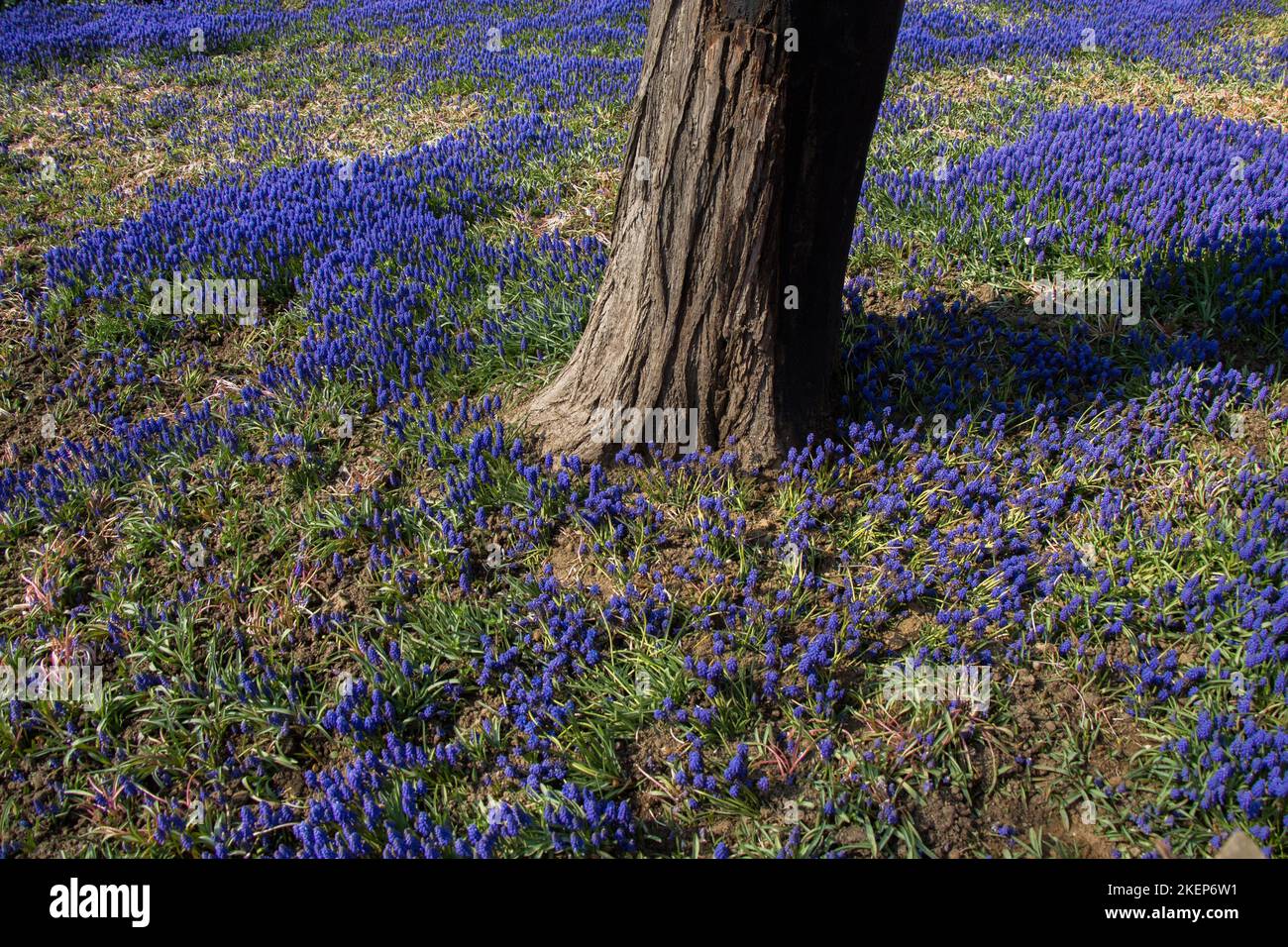 Part of a tree and flowers as a natural background texture Stock Photo ...