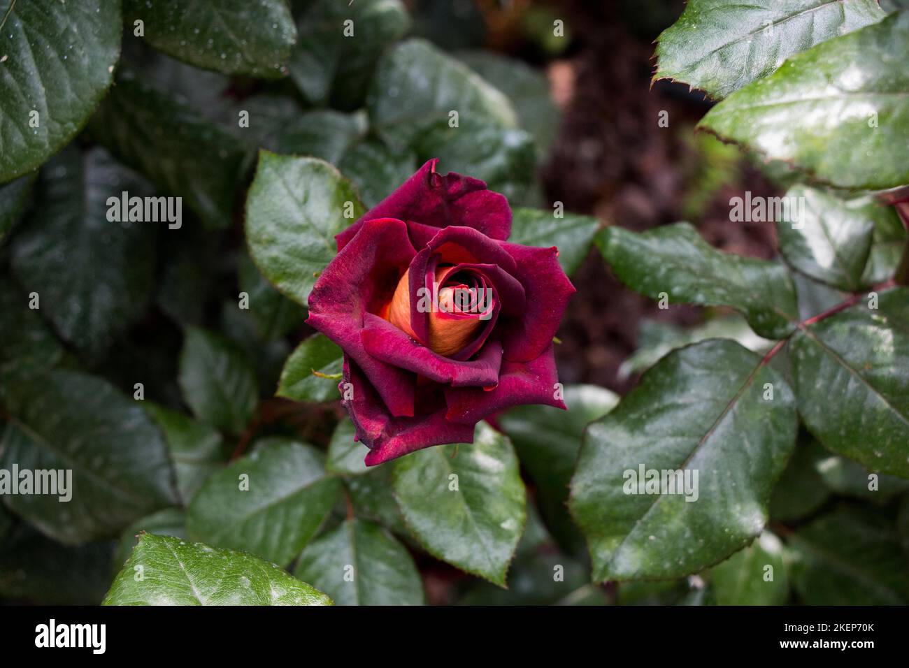 Beautiful colorful Rose Flower on garden background Stock Photo - Alamy