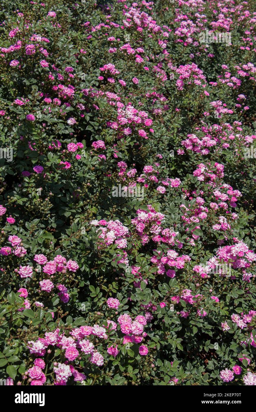 Beautiful colorful rose background Stock Photo - Alamy
