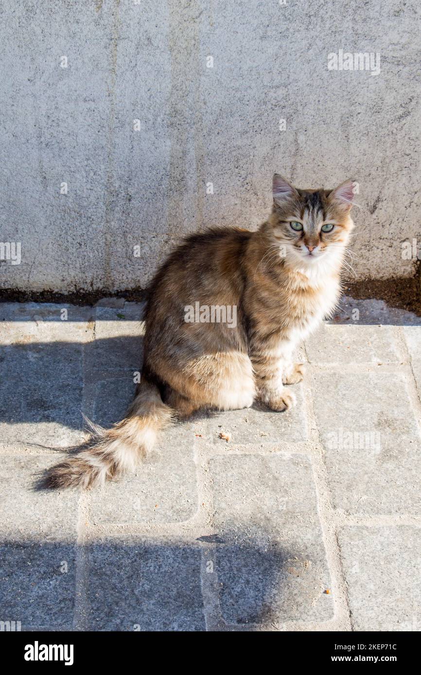 Stray cat seen in the street of the city Stock Photo - Alamy