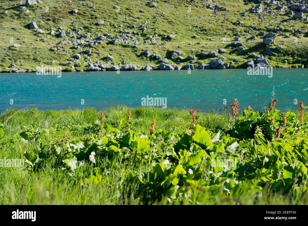 Highland lake in green natural background in Artvin province of Turkey ...