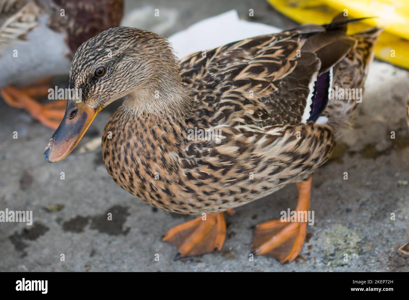 Lonely bird hi-res stock photography and images - Alamy