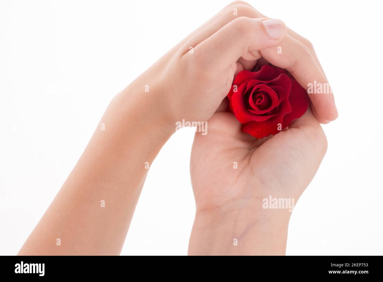 Hand holding a red rose on a white background Stock Photo - Alamy