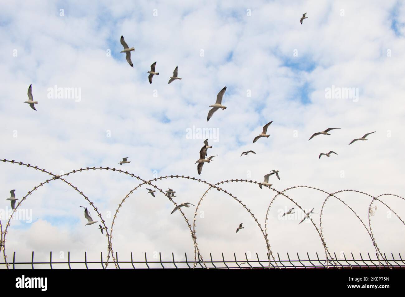 Photography of fence hi-res stock photography and images - Alamy