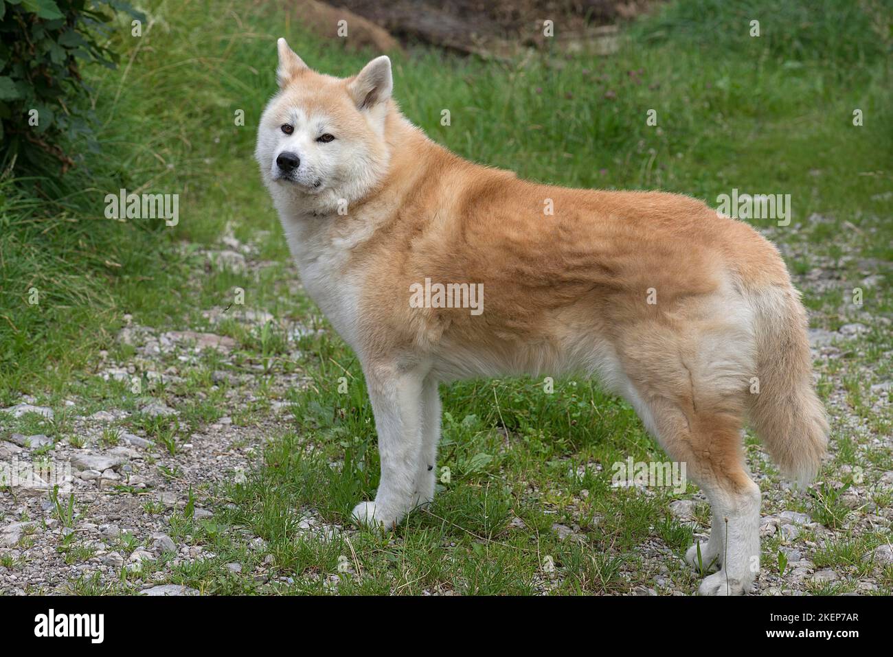 Dog breed hi-res stock photography and images - Alamy