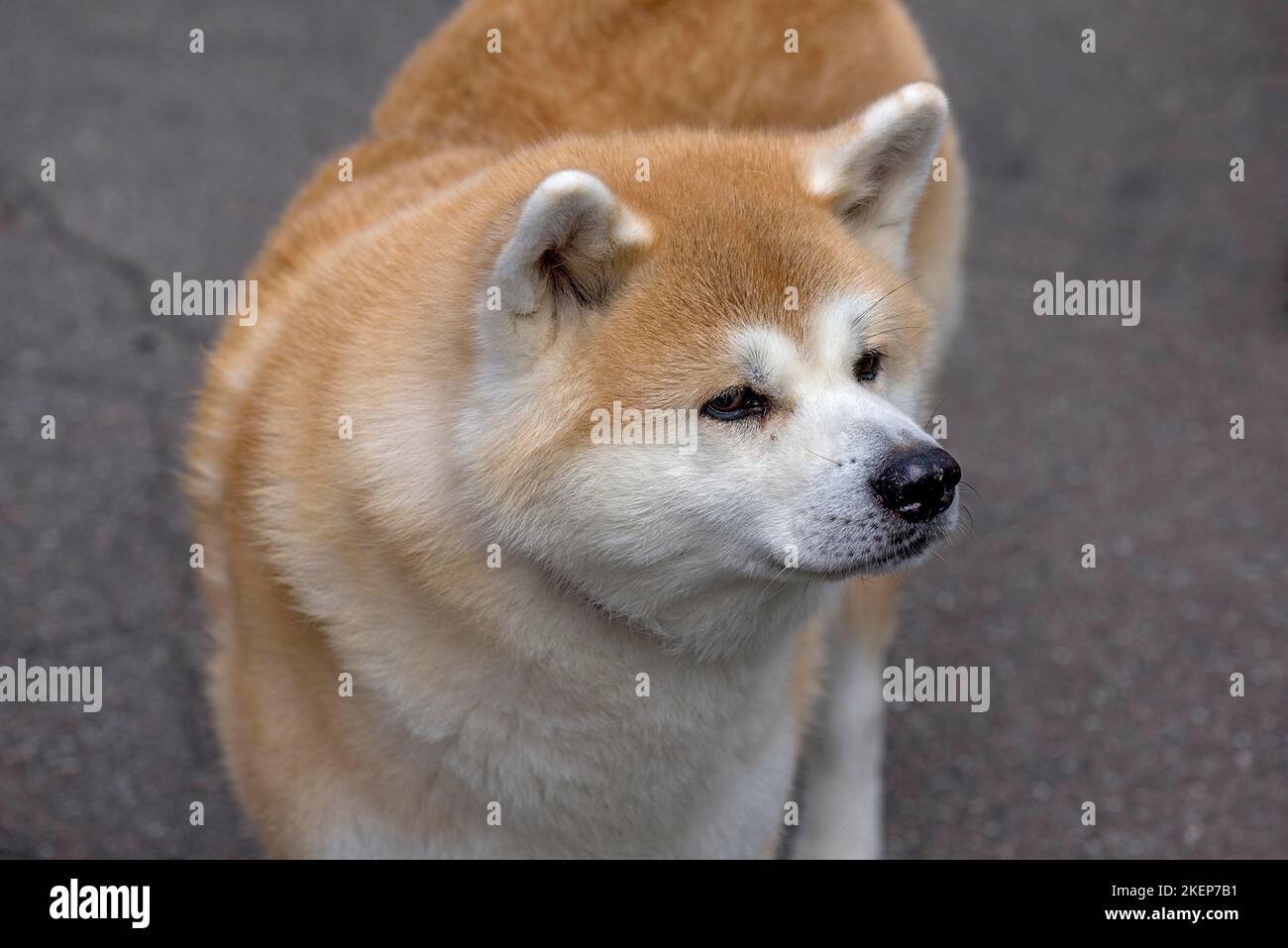Akida dog breed, Allgaeu, Bavaria, Germany Stock Photo - Alamy