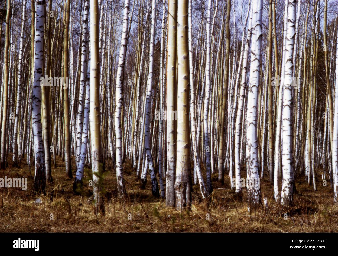 RUS, Soviet Union, Moscow: Imprwessions from the USSR 1972. Siberia ...