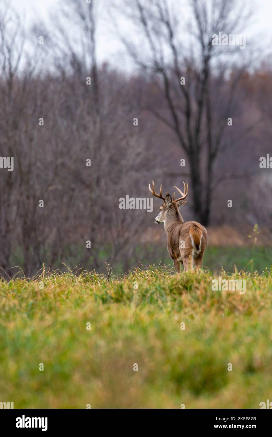 White-tailed deer buck (odocoileus virginianus) in a field walking away ...