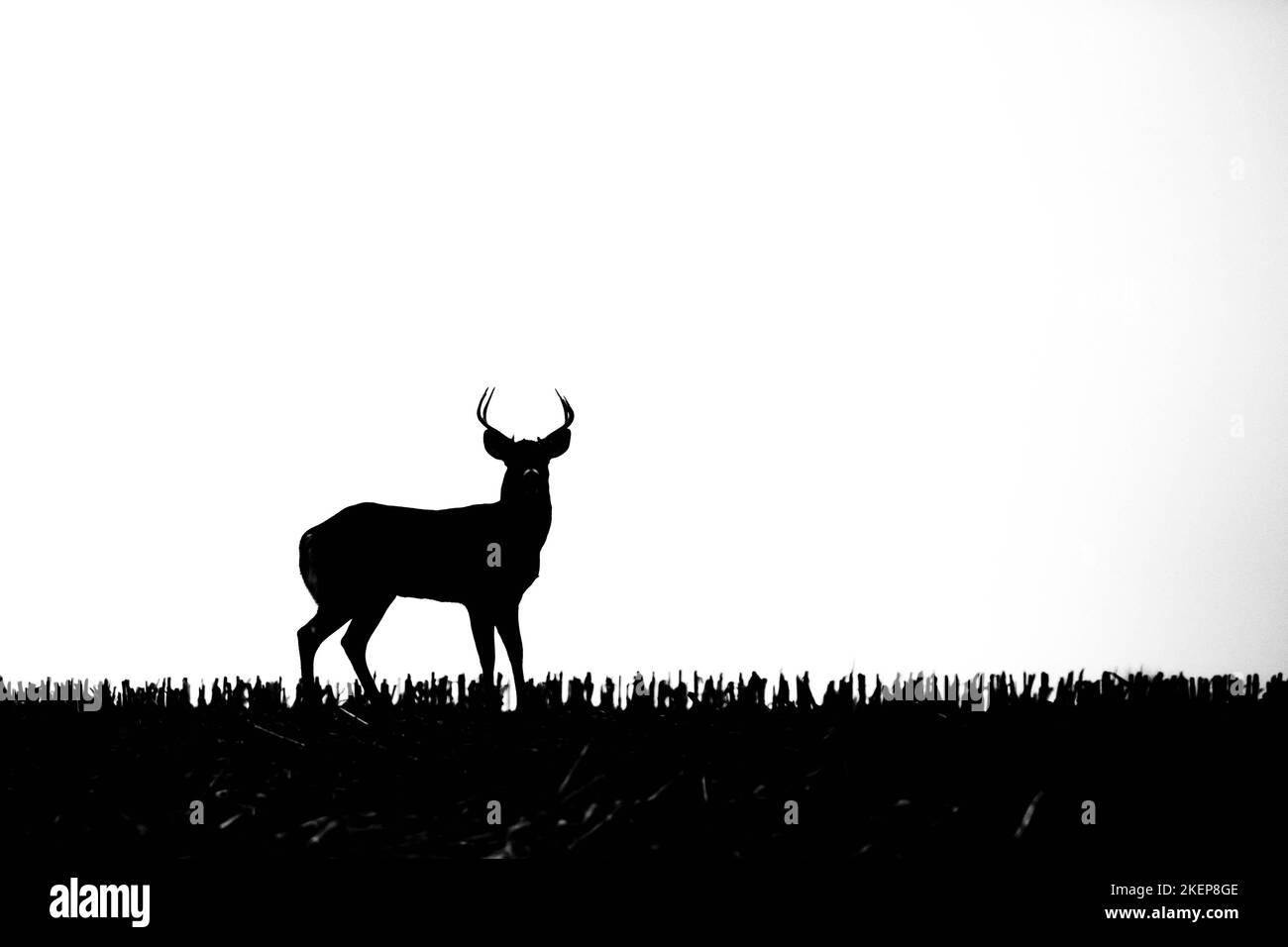 Whitetail Deer Silhouette Vector