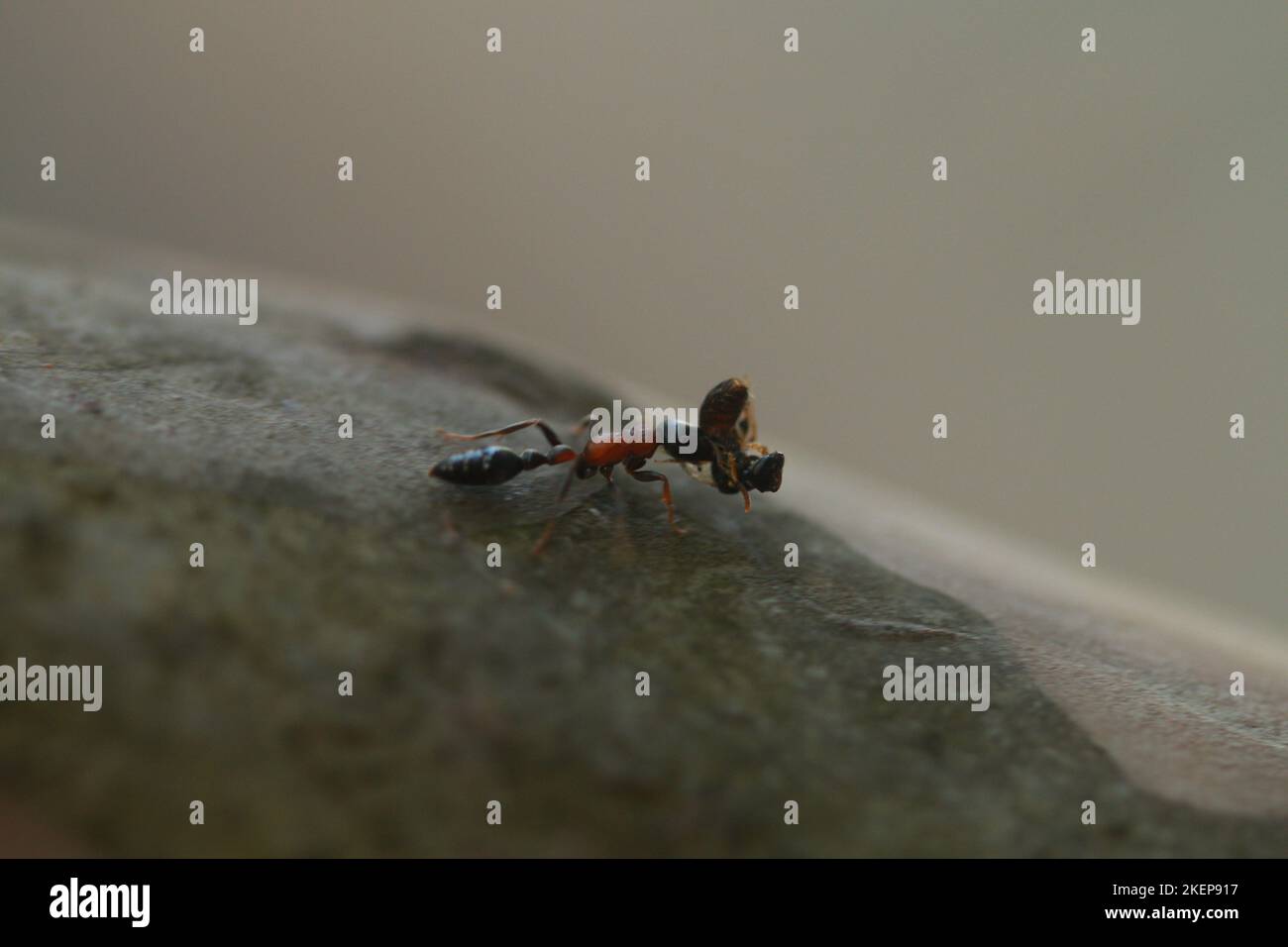 Beautiful Insects in Sri Lanka. Visit Sri Lanka Stock Photo - Alamy