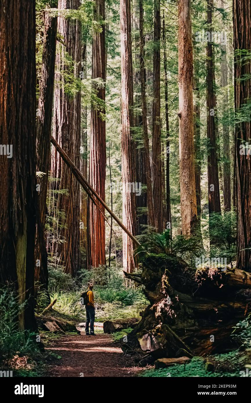 Man giant sequoia tree hi-res stock photography and images - Alamy