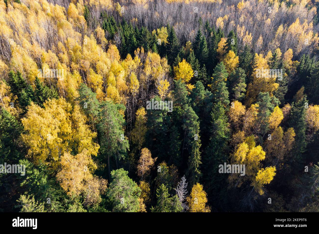 Forest mixed conifers deciduous hi-res stock photography and images - Alamy