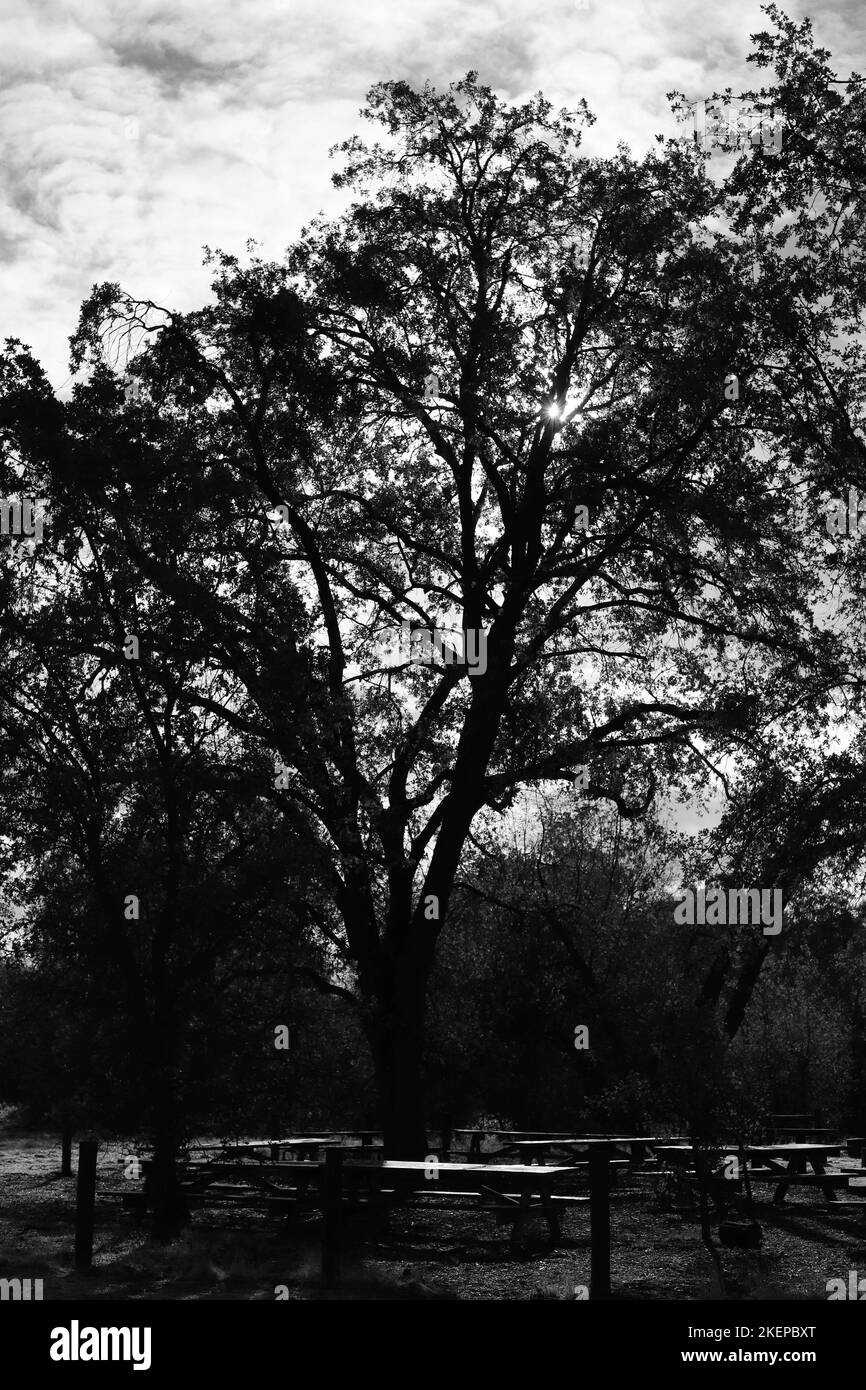 Preserve plants Black and White Stock Photos & Images - Alamy