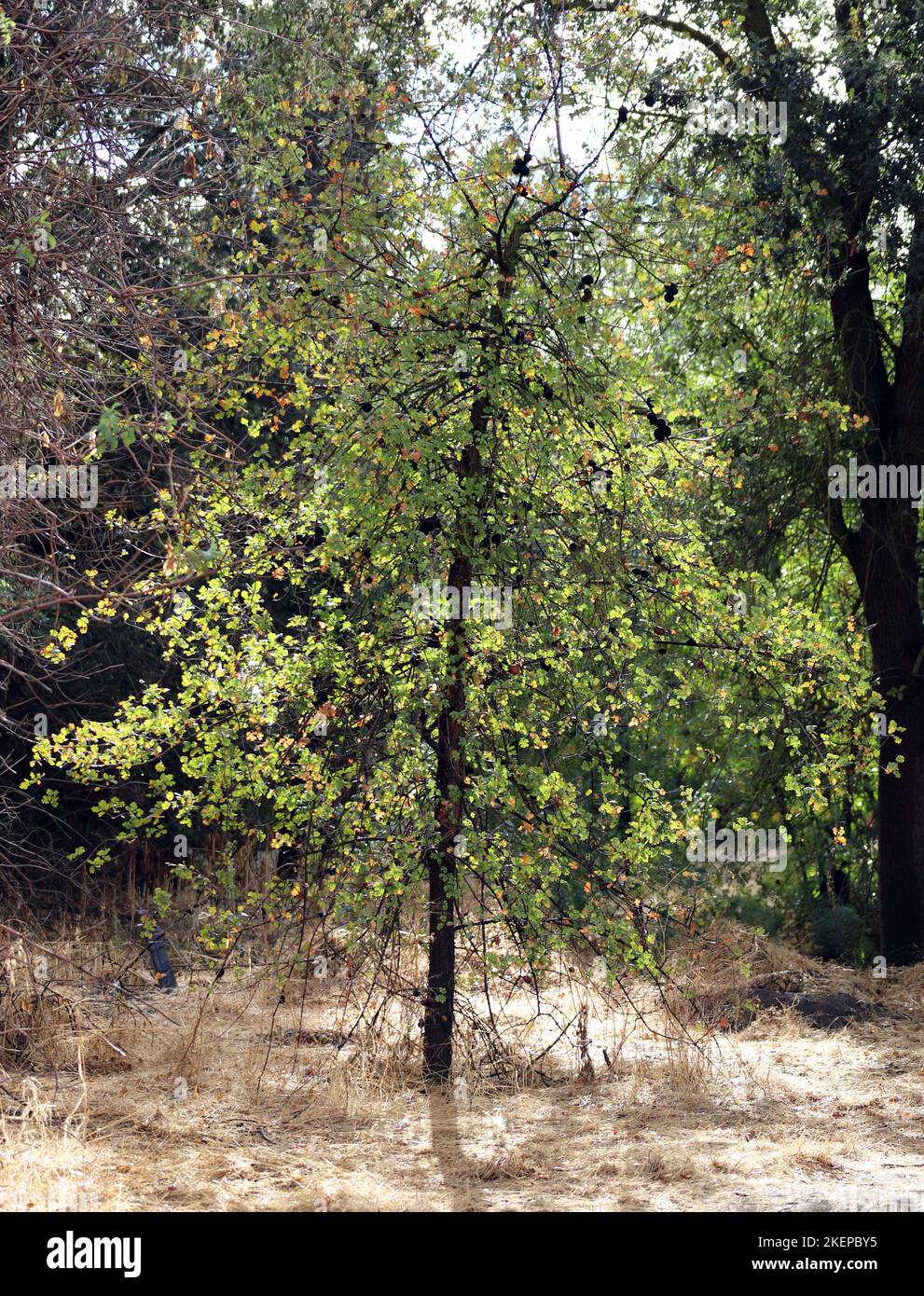 Oak Tree Preserve Stock Photo - Alamy