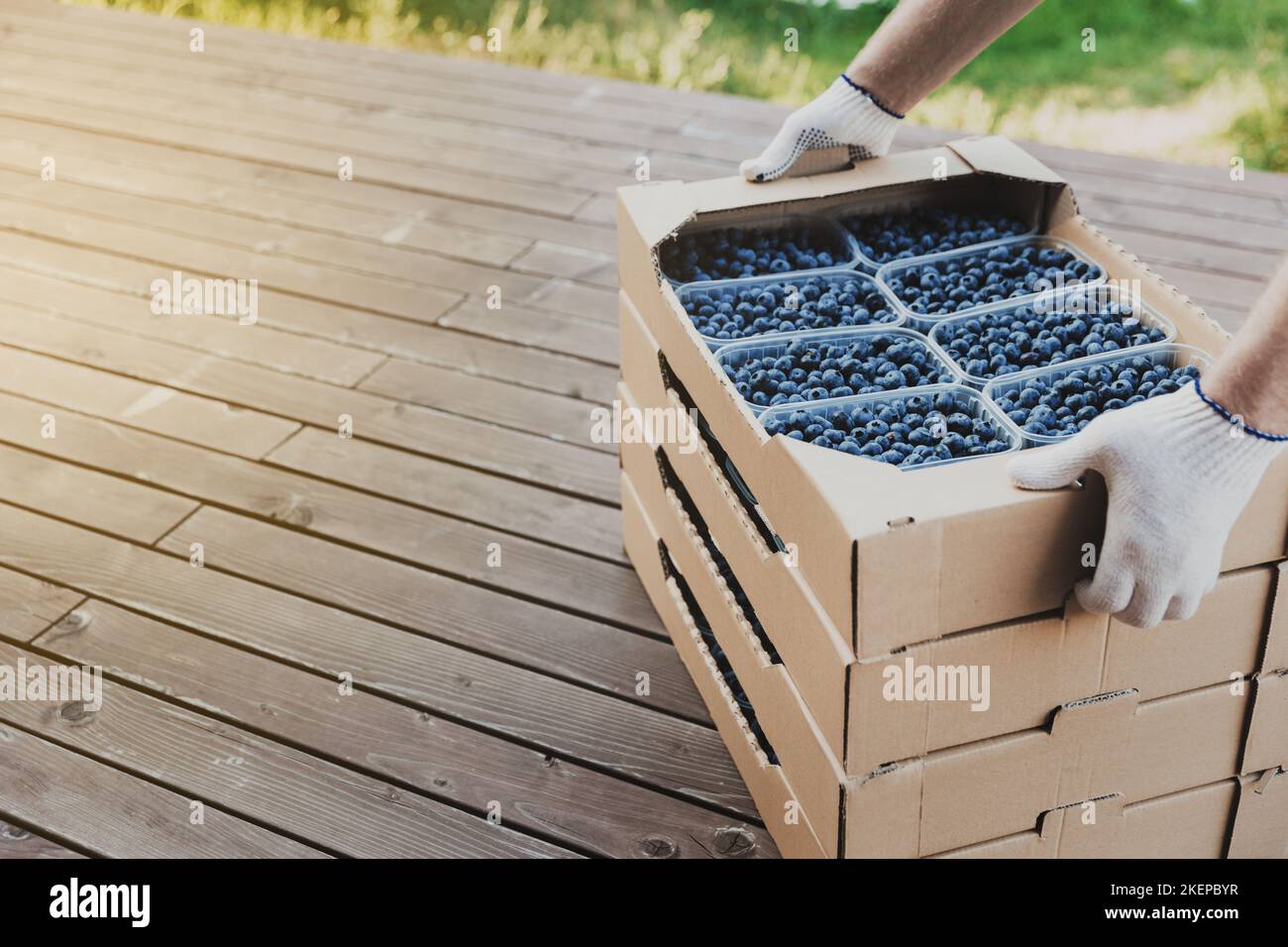 Worker at farm pack blueberry for shipment. Packing berry for delivery ...