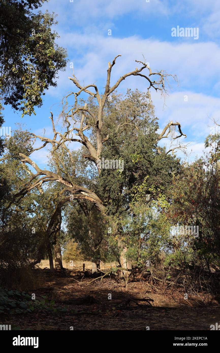 Oak Tree Preserve Stock Photo - Alamy