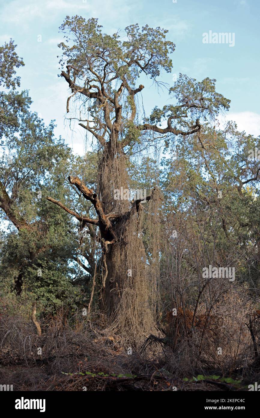 Oak Tree Preserve Stock Photo - Alamy