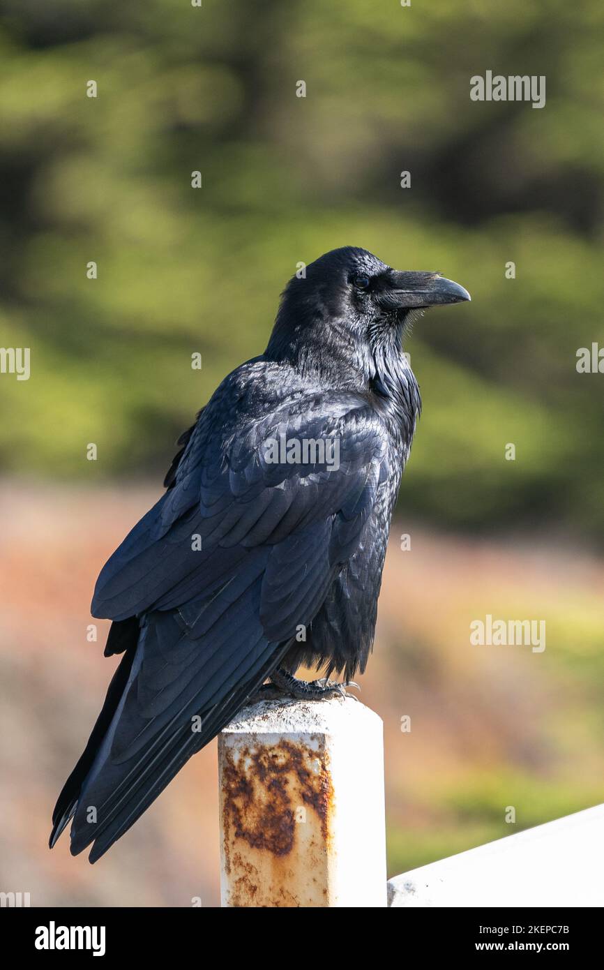 Raven rock outdoor photography hi-res stock photography and images - Alamy