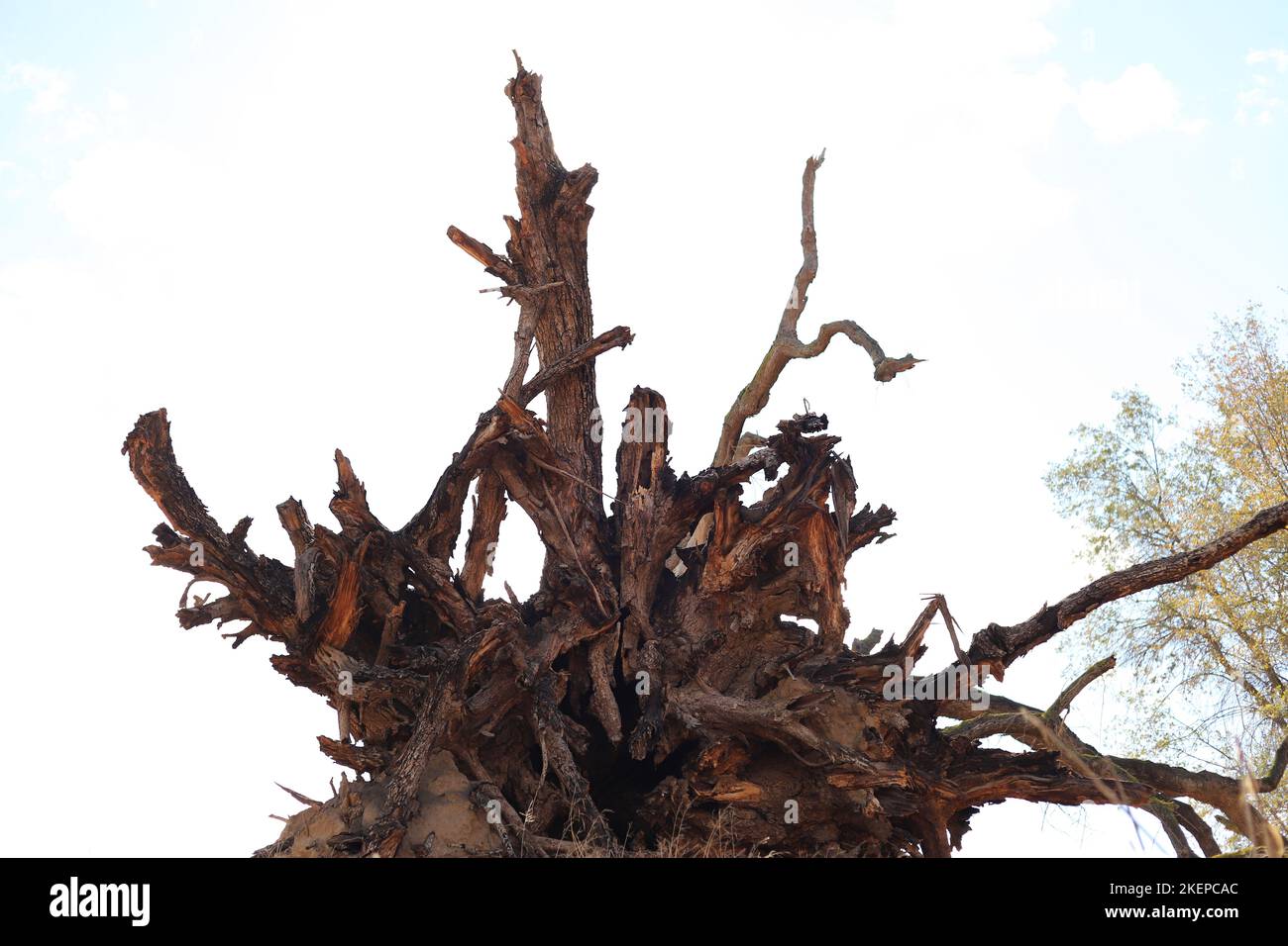 Oak Tree Preserve Stock Photo - Alamy