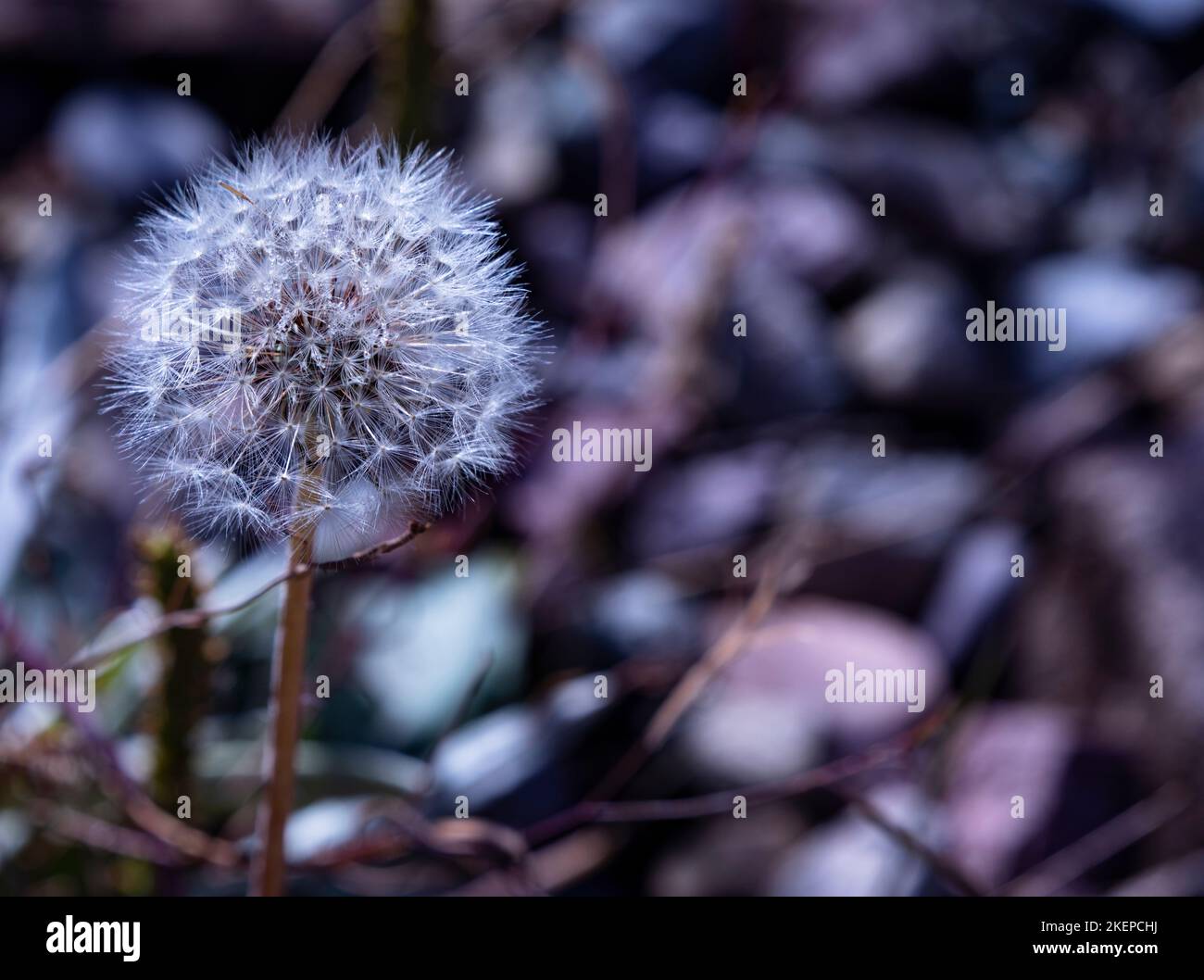 Delicate fluffy dandelion ball in close up with dew drops on white ...
