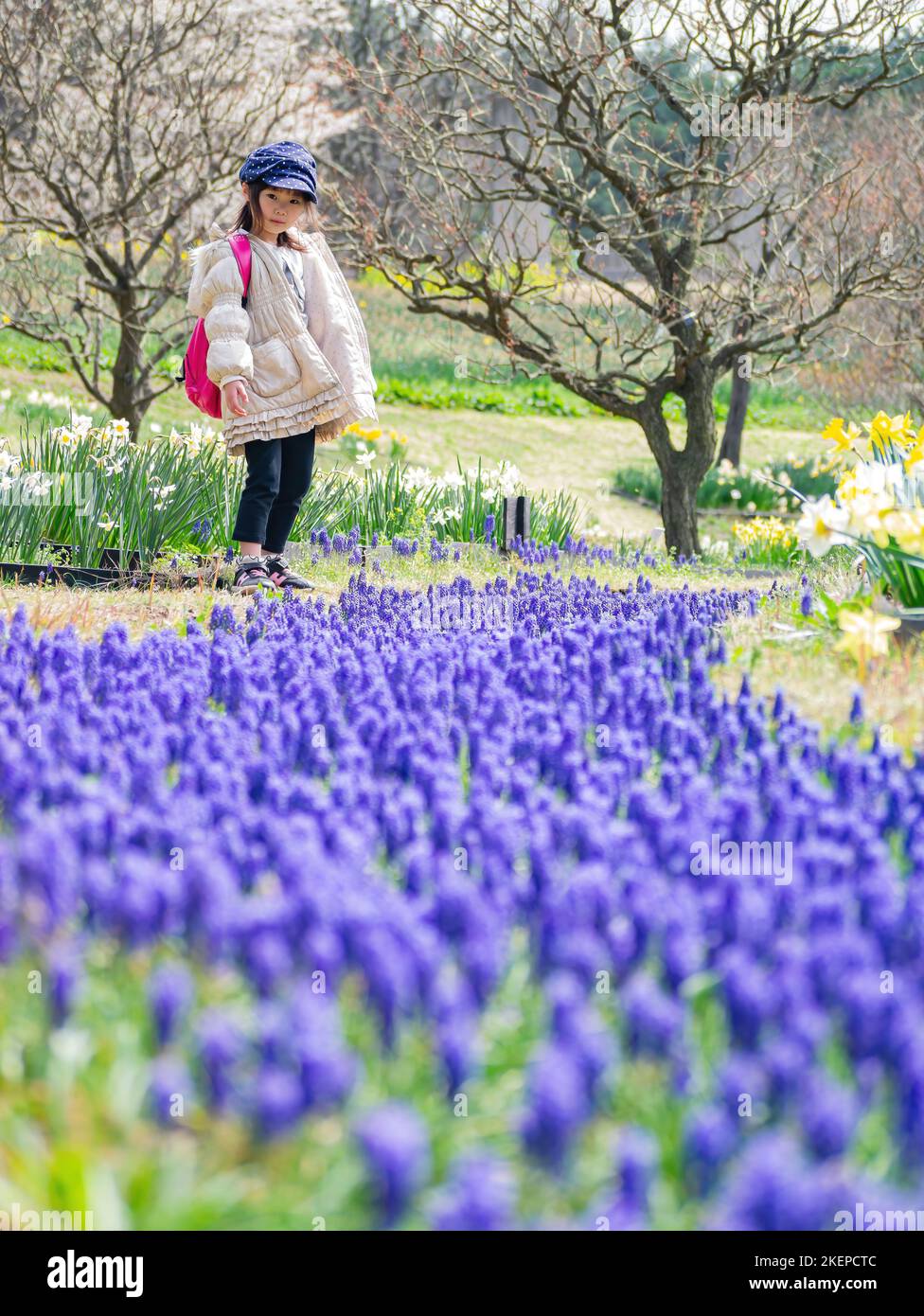 Japanese hyacinth hi-res stock photography and images - Alamy