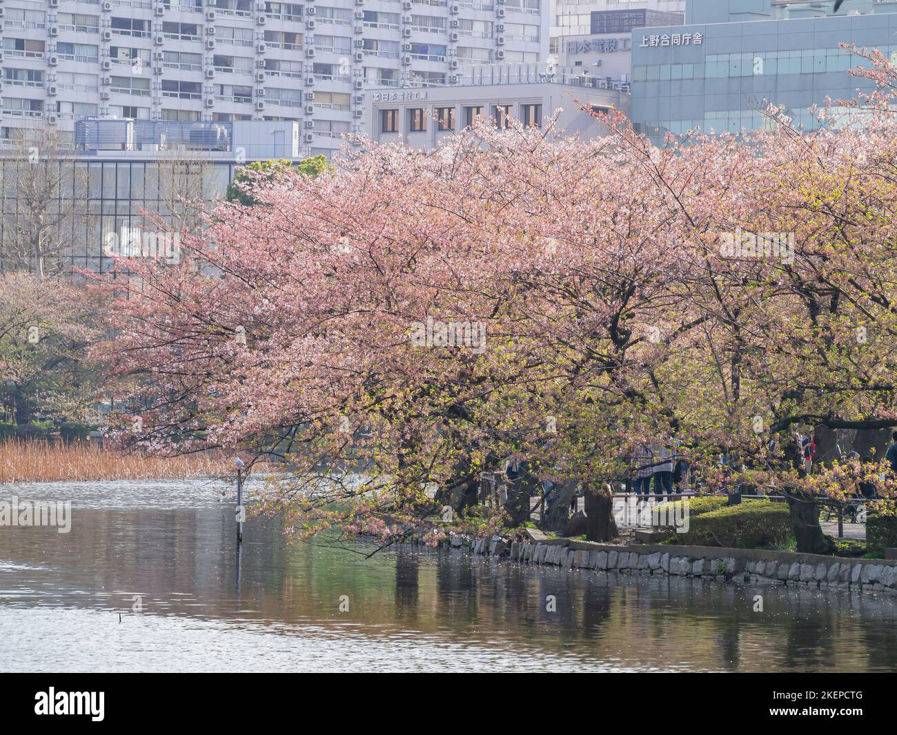 Beautiful park in tokyo hi-res stock photography and images - Alamy