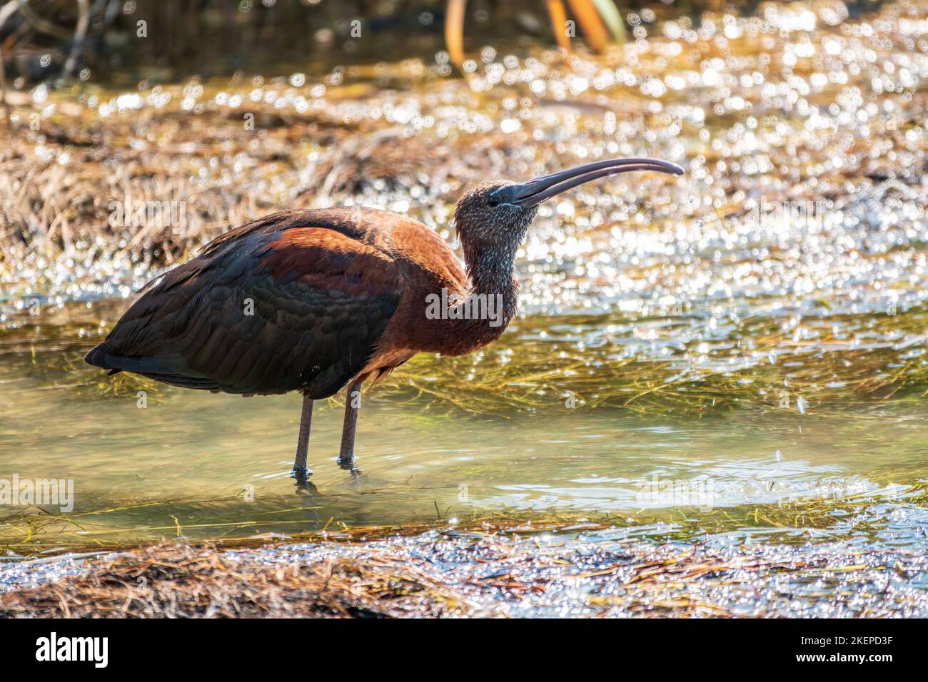 The glossy ibis, latin name Plegadis falcinellus, searching for food in ...