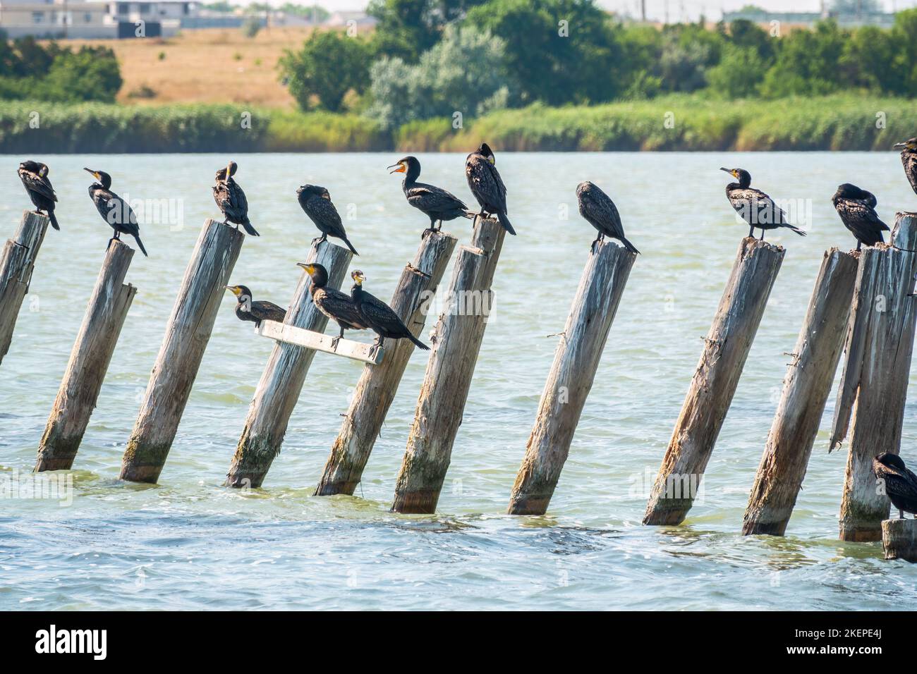 A flock of cormorants sits on a old sea pier in orange sunset light ...