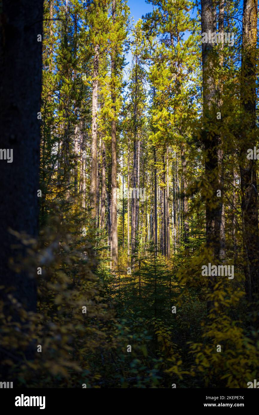 tall pine in an alpine forest Stock Photo - Alamy