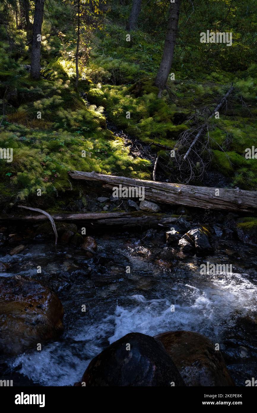 top down view of fallen logs along a creek bead in the forest with ...