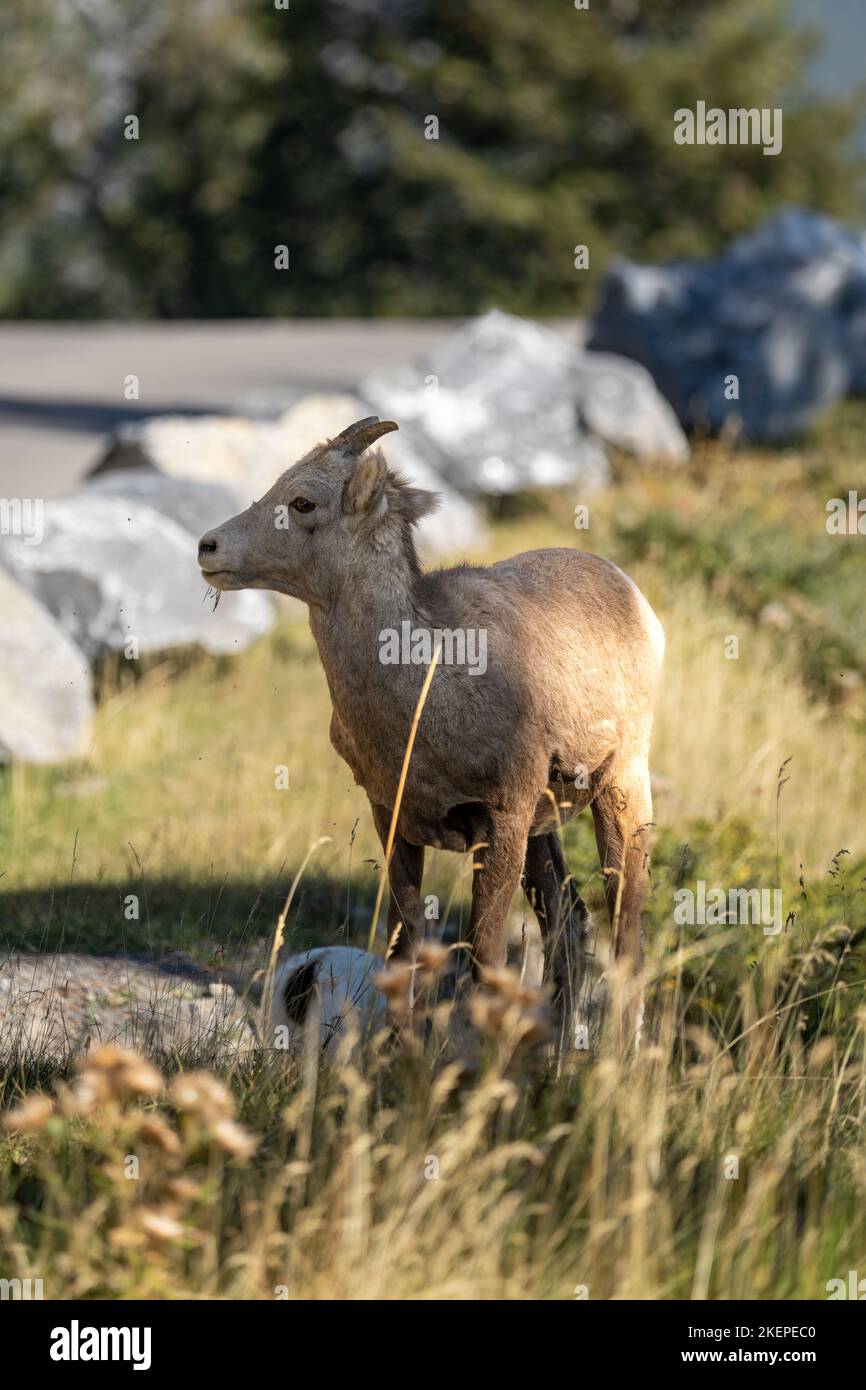 Buck mountain trail hi-res stock photography and images - Alamy