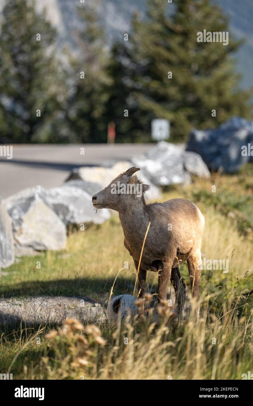Buck mountain trail hi-res stock photography and images - Alamy