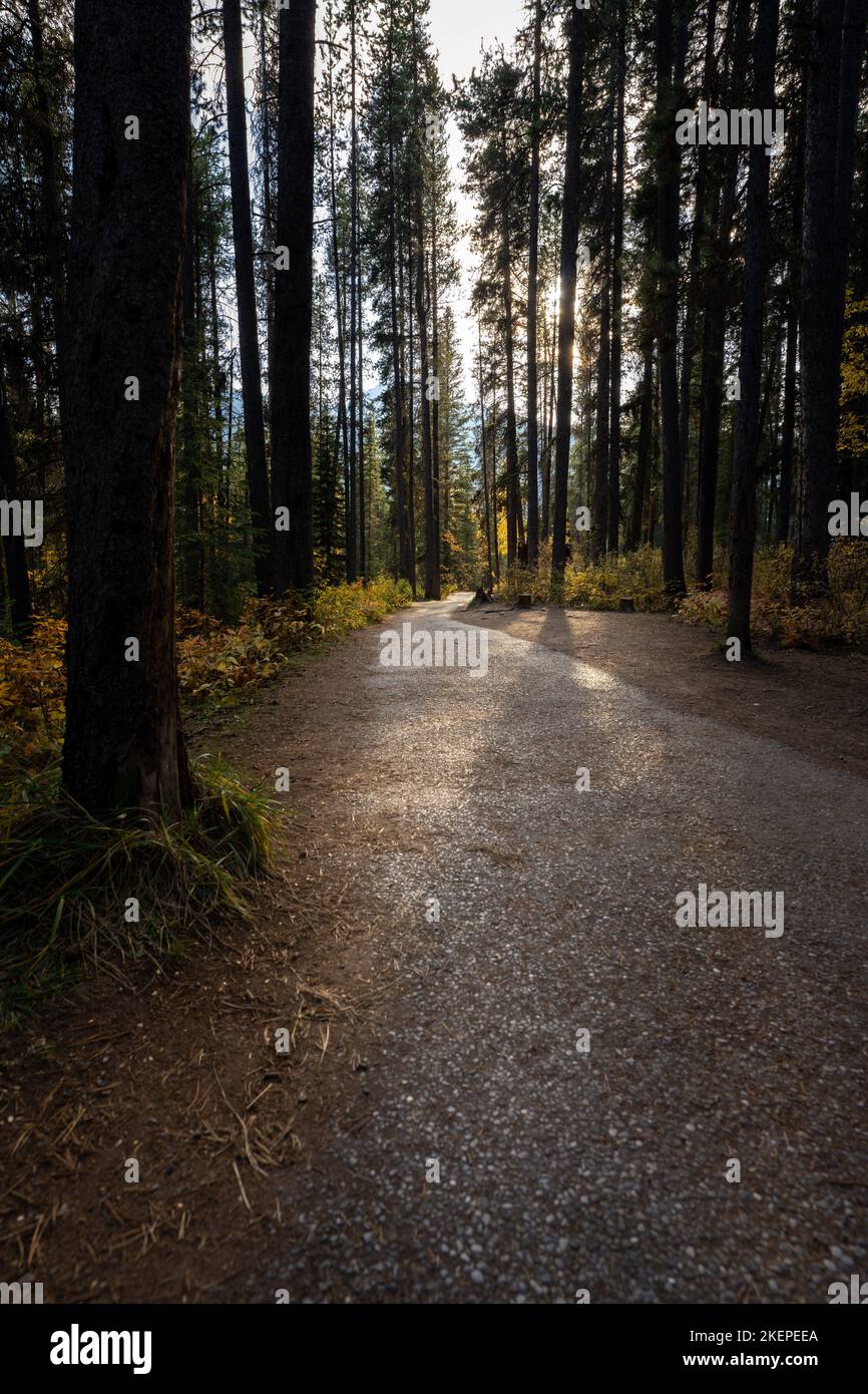 Leaves lit from sun hi-res stock photography and images - Alamy