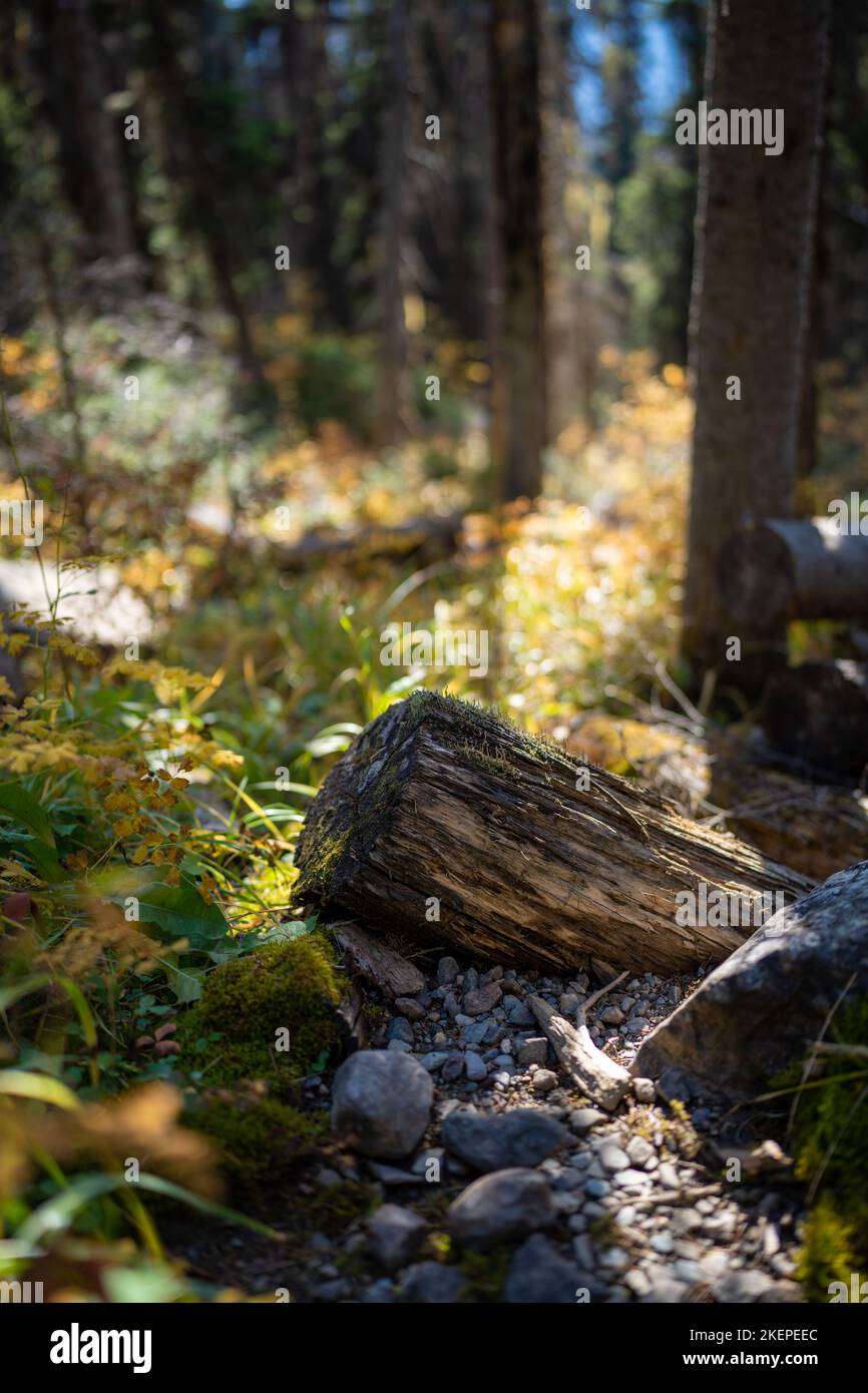 mossy sun lit log in the backcountry of Kootenay National Park Stock ...