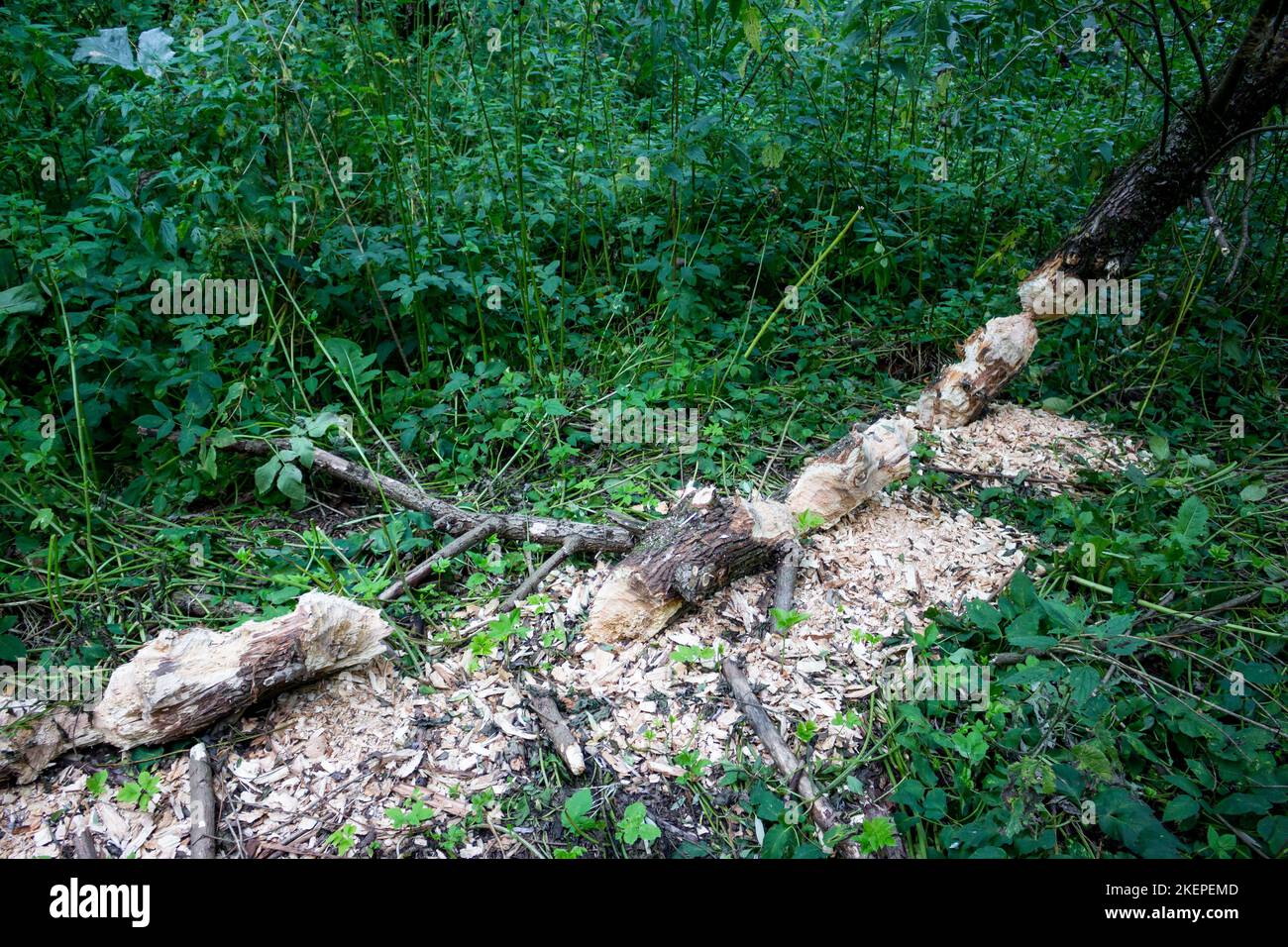 Fallen tree gnawed by beavers near the river Stock Photo - Alamy