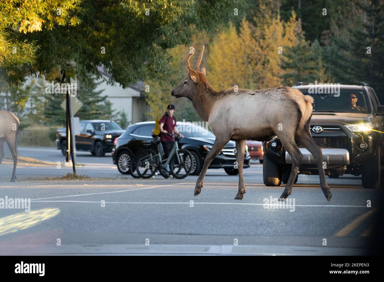 bull elk crossing the highway into banff Stock Photo - Alamy